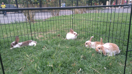 Rabbits | Gumtree Australia Free Local Classifieds