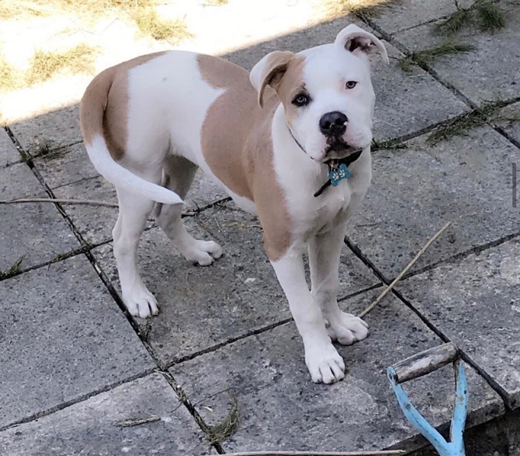 American bulldog X staff Pup | in Morriston, Swansea | Gumtree
