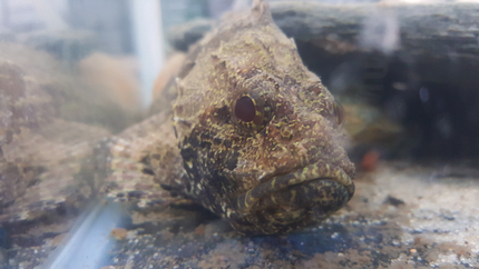 freshwater shrimp | Fish | Gumtree Australia Free Local Classifieds