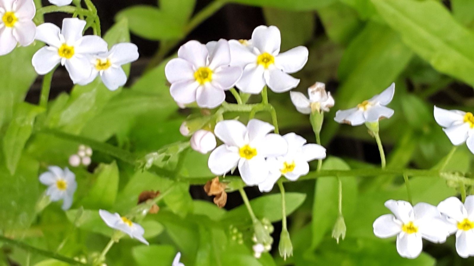 The Blue Collection - Marginal Pond Water Plants - Wildlife and Bee ...
