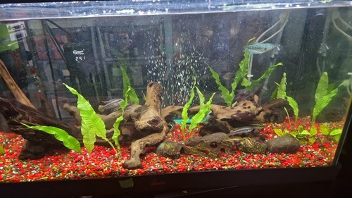 JAVA FERN BEAUTIFUL TROPICAL OXYGENATING HEALTHY AQUARIUM PLANTS ...