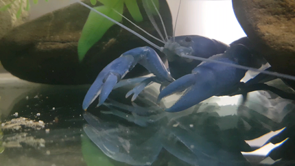 blue yabby | Fish | Gumtree Australia Free Local Classifieds
