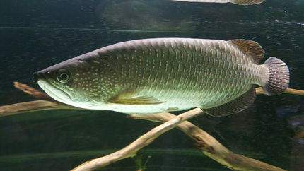 saratoga | Fish | Gumtree Australia Free Local Classifieds