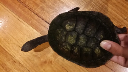 turtles for sale | Reptiles & Amphibians | Gumtree Australia Free Local ...