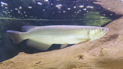 saratoga | Fish | Gumtree Australia Free Local Classifieds