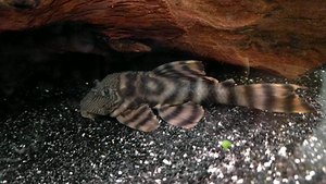 plecos for sale | Fish | Gumtree Australia Free Local Classifieds