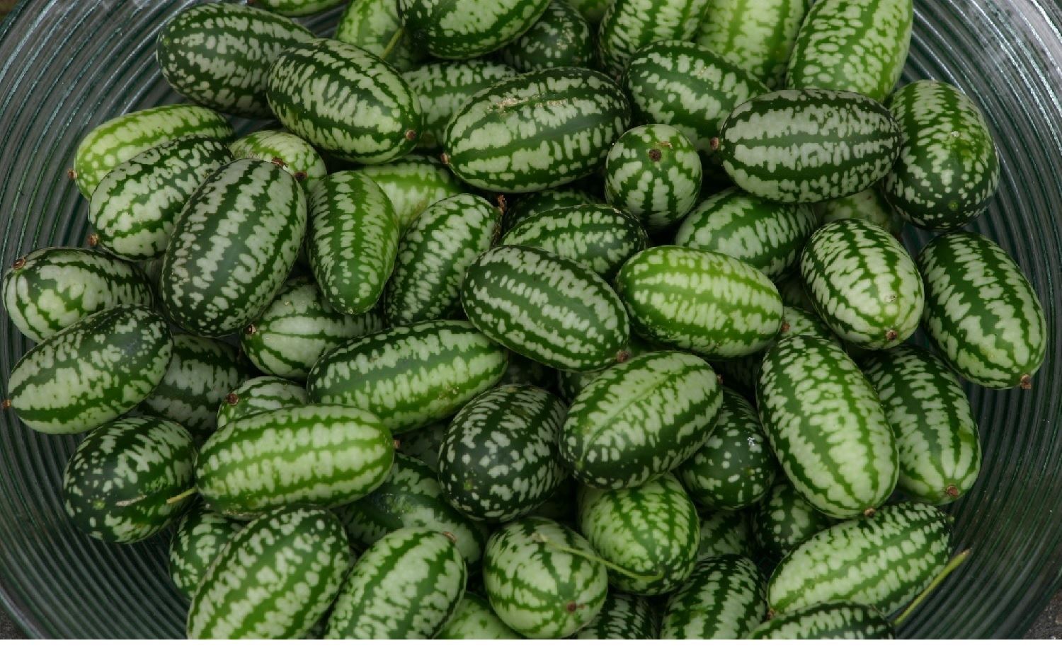 Vegetable - Cucamelon - 10 Seeds - Economy | eBay