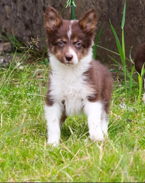 Border Collies for sale in UK | 79 used Border Collies