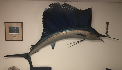Taxidermy Sailfish for sale | Only 3 left at -75%