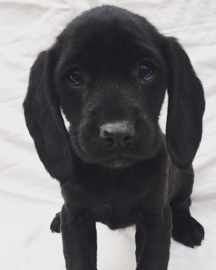 ***Stunning Cockador Puppies*** | in Norwich, Norfolk | Gumtree