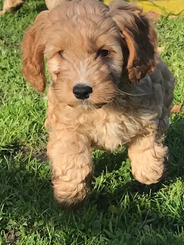 Golden Cockapoo Puppies | in Ashbourne, Derbyshire | Gumtree