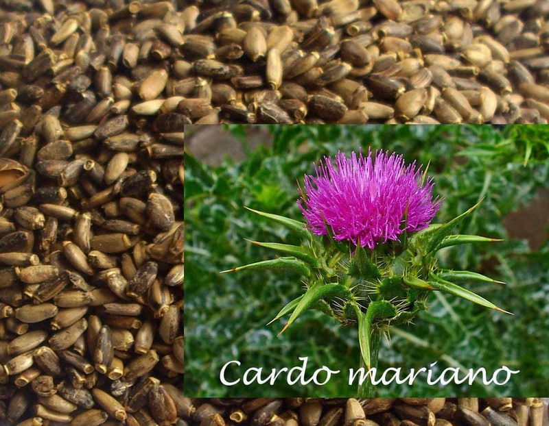 Dónde comprar cardo mariano en España