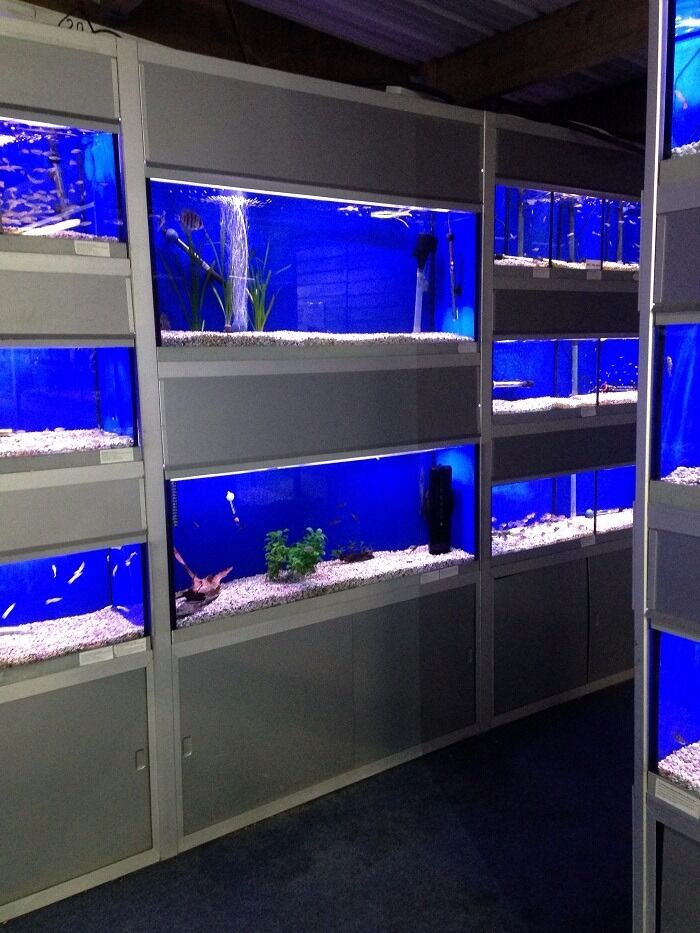 Fish retail units, retail aquariums, fish shop tanks, John Allan for ... Fish retail units, retail aquariums, fish shop tanks, John Allan for ...