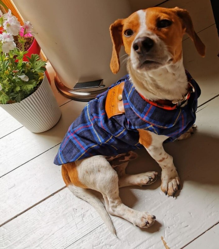 Jackshund puppies for sale.