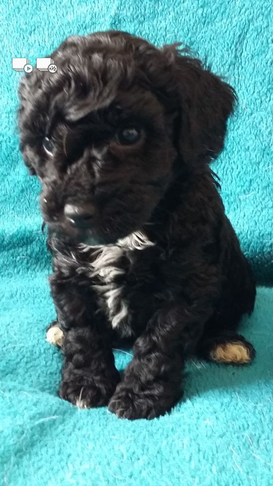 READY NOW 2 BLACK AND WHITE BOY POOCHON PUPPIES Toy Poodle x Bichon ...