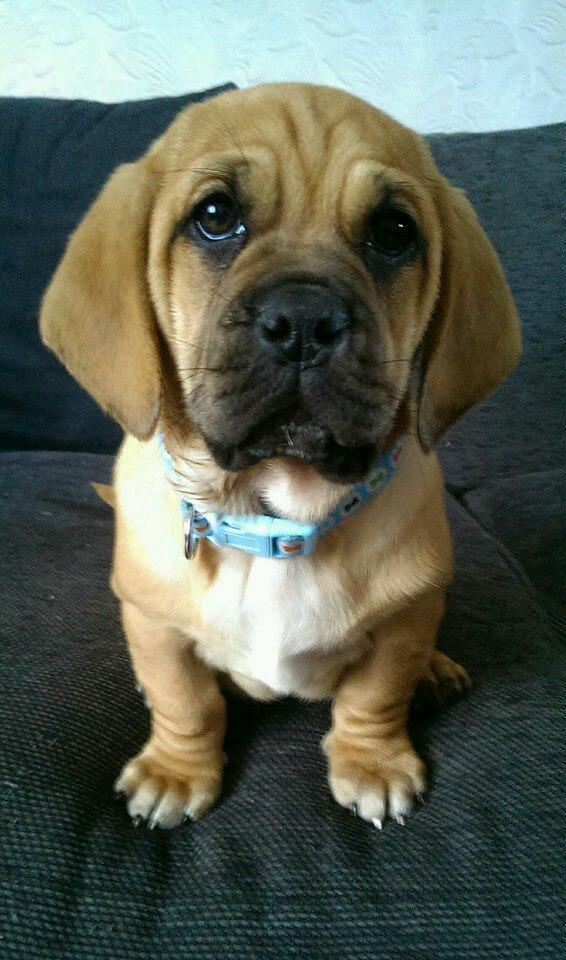 12 week old male Puppy, Basset Hound X Pug (Bassugg/PuggleHound) | in ...