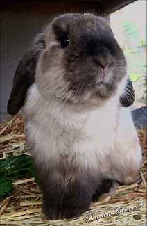 Rabbits | Gumtree Australia Free Local Classifieds