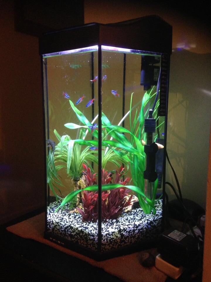 Hexagonal fish tank for sale | in Southampton, Hampshire | Gumtree