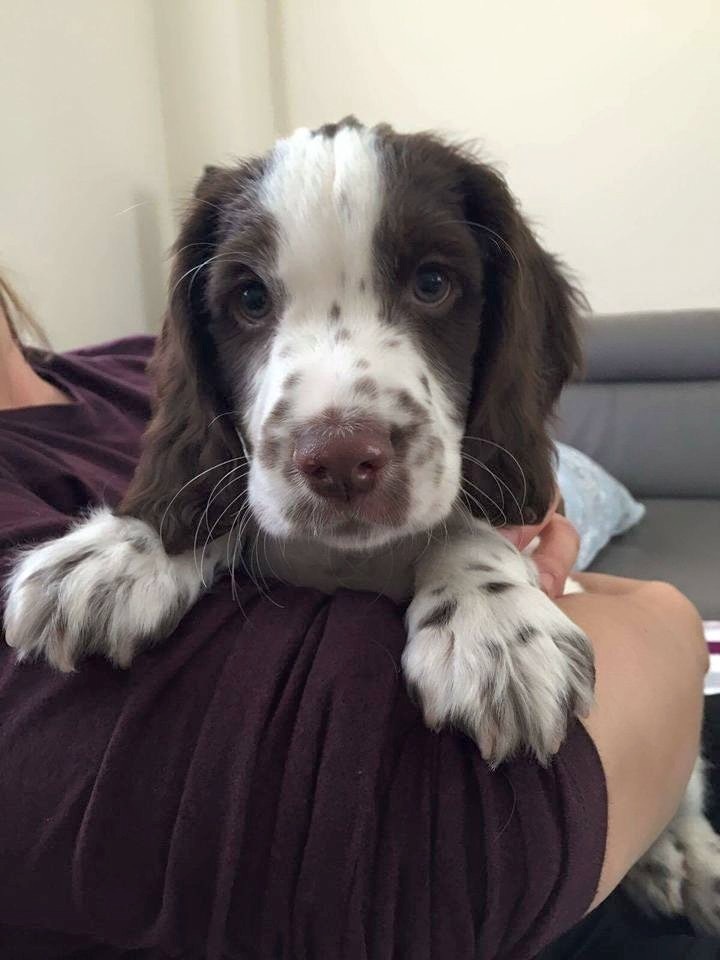 Sprocker Spaniel Puppy | in Exeter, Devon | Gumtree