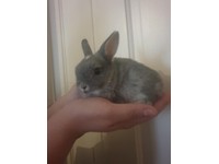 Pets - Gumtree