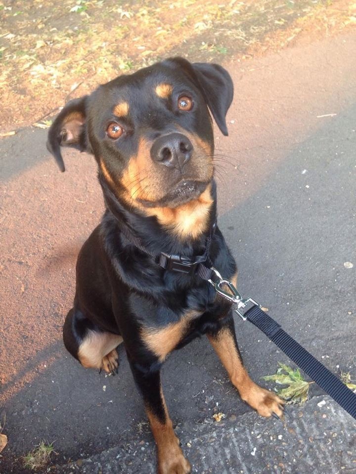 Rottweiler Cross Staffordshire Bull Terrier | in Ipswich, Suffolk | Gumtree