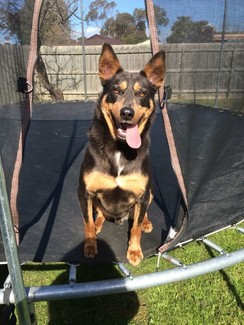 Canberra Region, ACT | Dogs & Puppies | Gumtree Australia Free Local ...