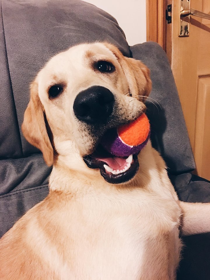 10 month old, male, golden Labrador | in Helston, Cornwall | Gumtree
