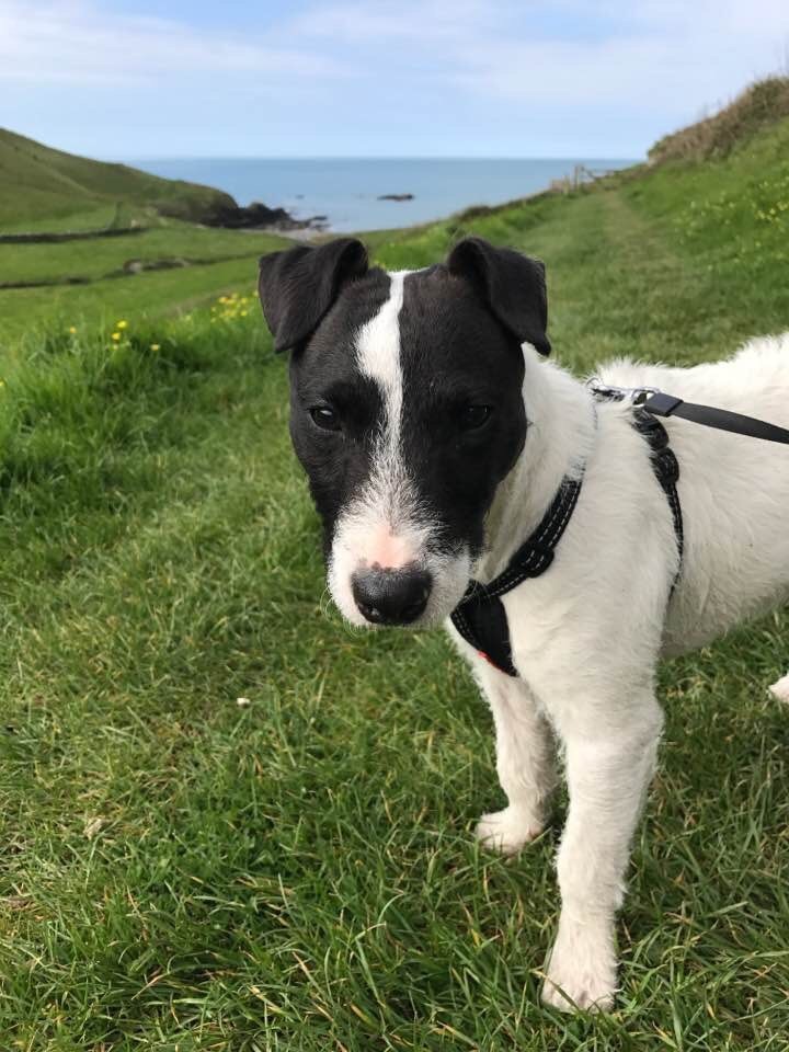 Patterjack 8 month old Puppy For Sale | in Tiverton, Devon | Gumtree