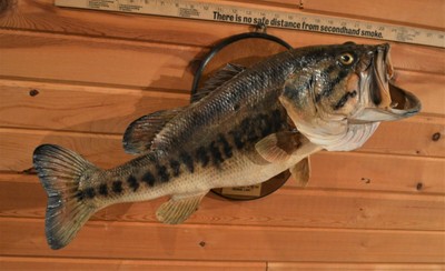Taxidermy - Real Skin Mount Taxidermy