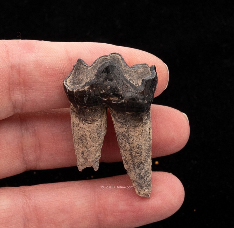 Fossil Tapir Tooth Florida Fossils 2123のeBay公認海外通販｜セカイモン