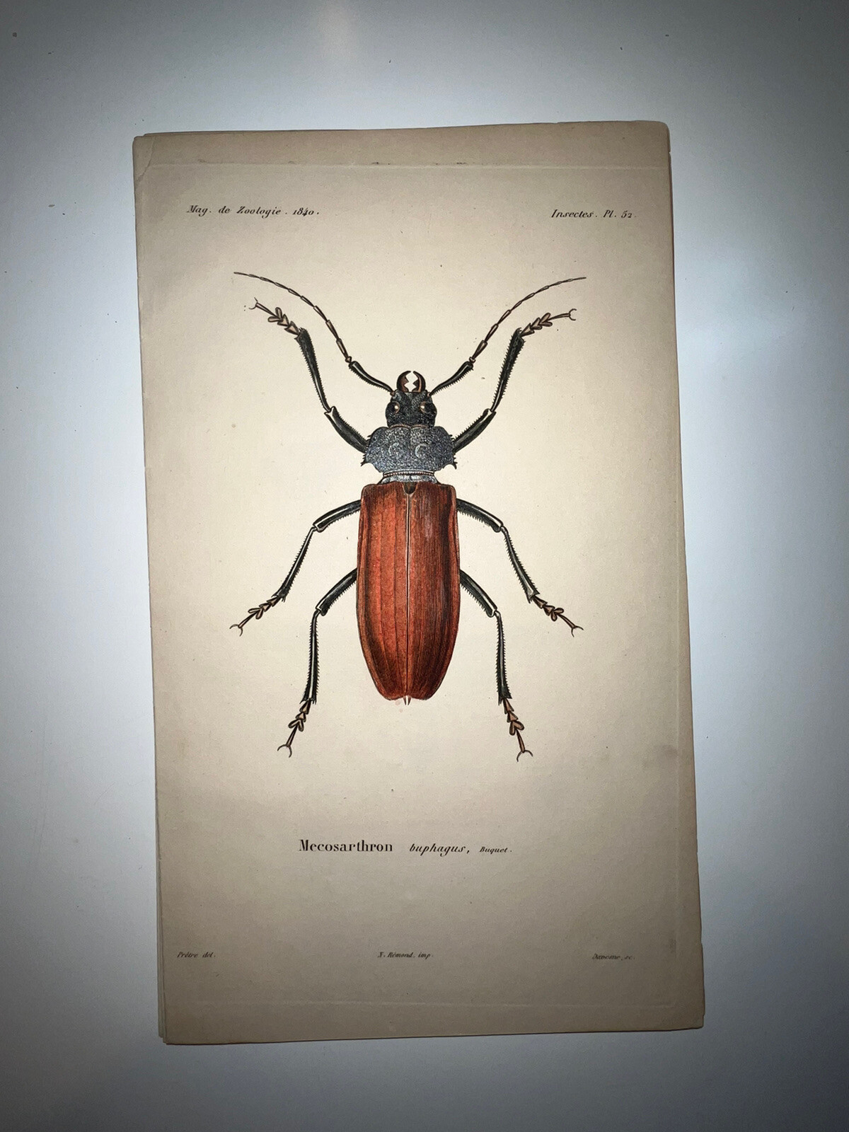1840 Mag De Zoologie Antique Insect Engraving Hand Colored Beetles ...