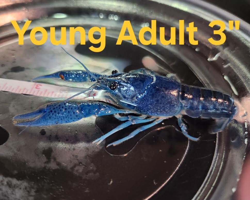 Electric Blue Crayfish (Procambarus Alleni) All Sizes Live Arrival ...