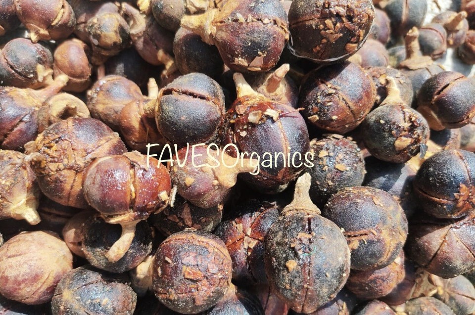 Gorontula Fruits Snot Apple Azanza 10 Varied Sizes. | eBay UK
