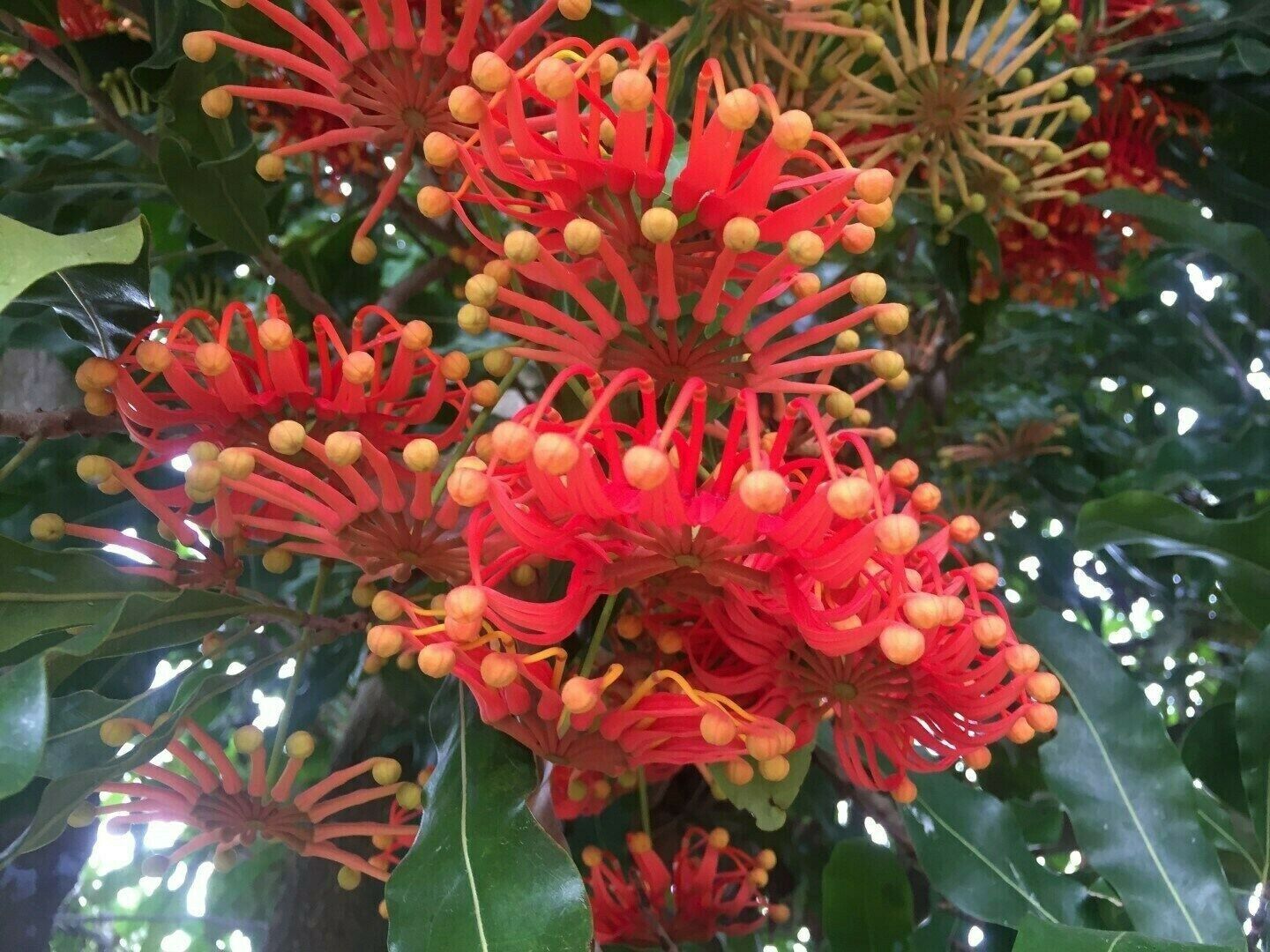 5 X FIREWHEEL TREE SEEDS,STENOCARPUS NATIVE RED FLOWERS,HARDY GARDEN ...