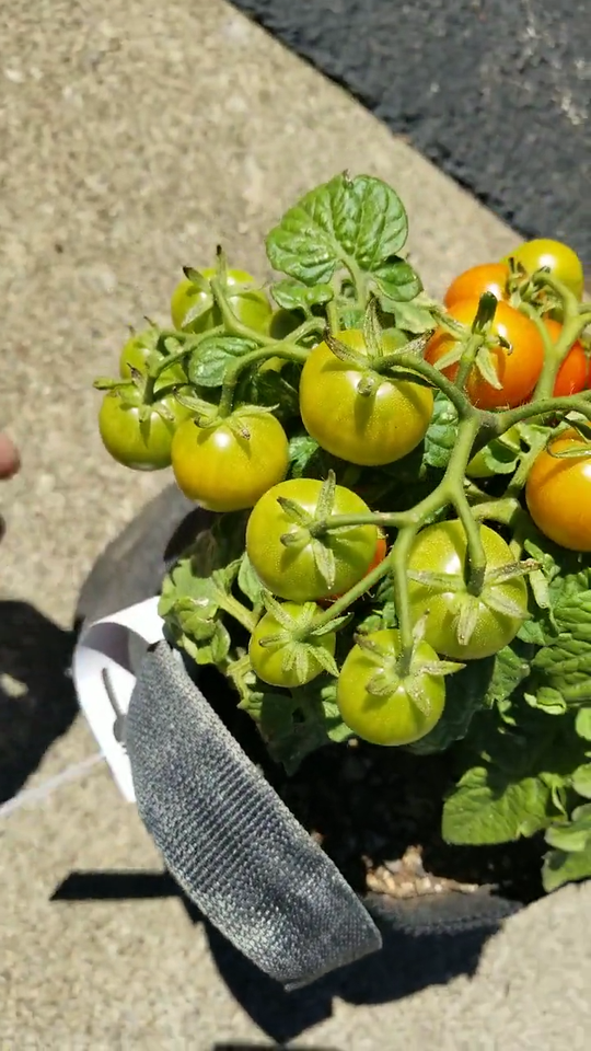 Red Robin Micro Dwarf Tomato 12 Seeds | eBay