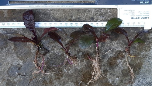 4x Garden Ajuga Reptans Bugle 'Braunherz' Flowering Ground Cover bare ...