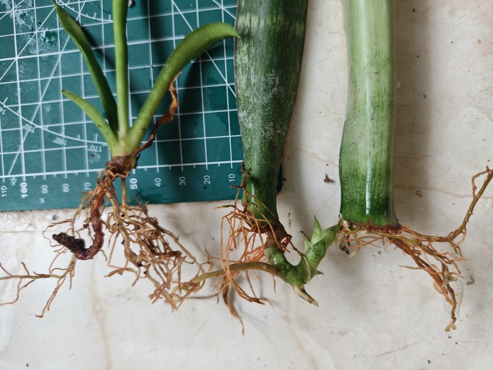 SALE! 3 X Rare Snake Plant Sansevieria succulents house plants Rooted ...