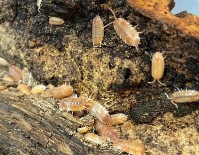 Porcellio Scaber Orange Koi Isopod 10 Mixed Sizes Isopods | eBay