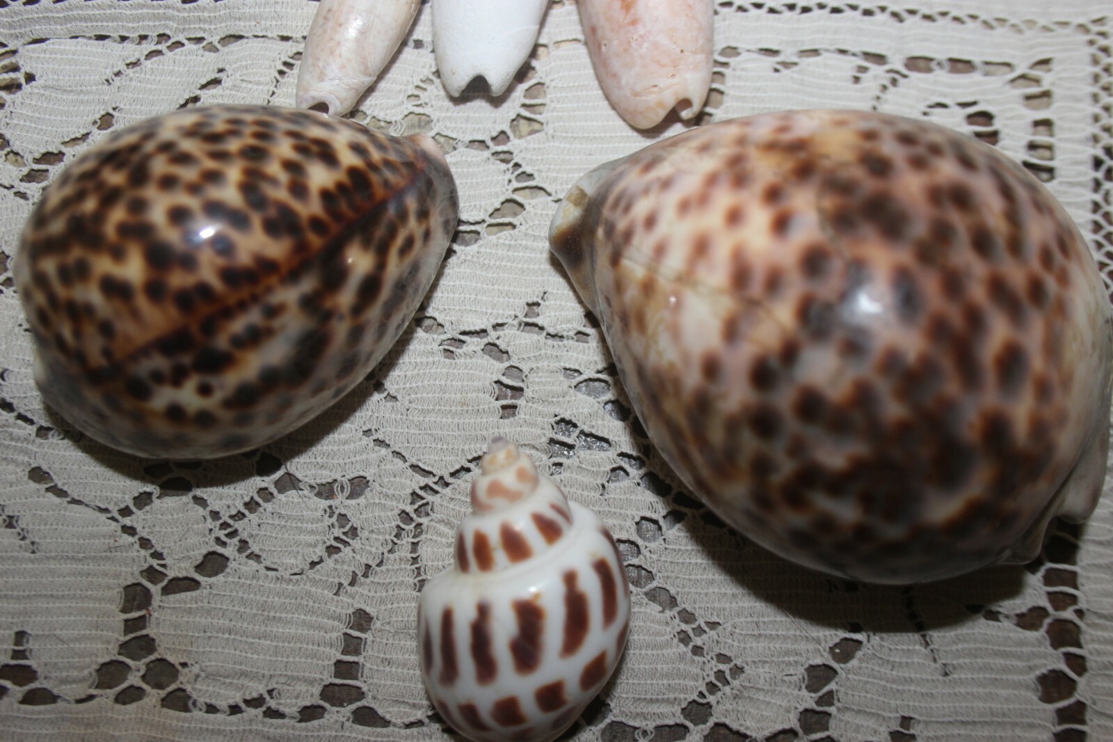 Sea Shells Lot 3 Leopard Spotted Shells and 3 other sea shells 6 total ...