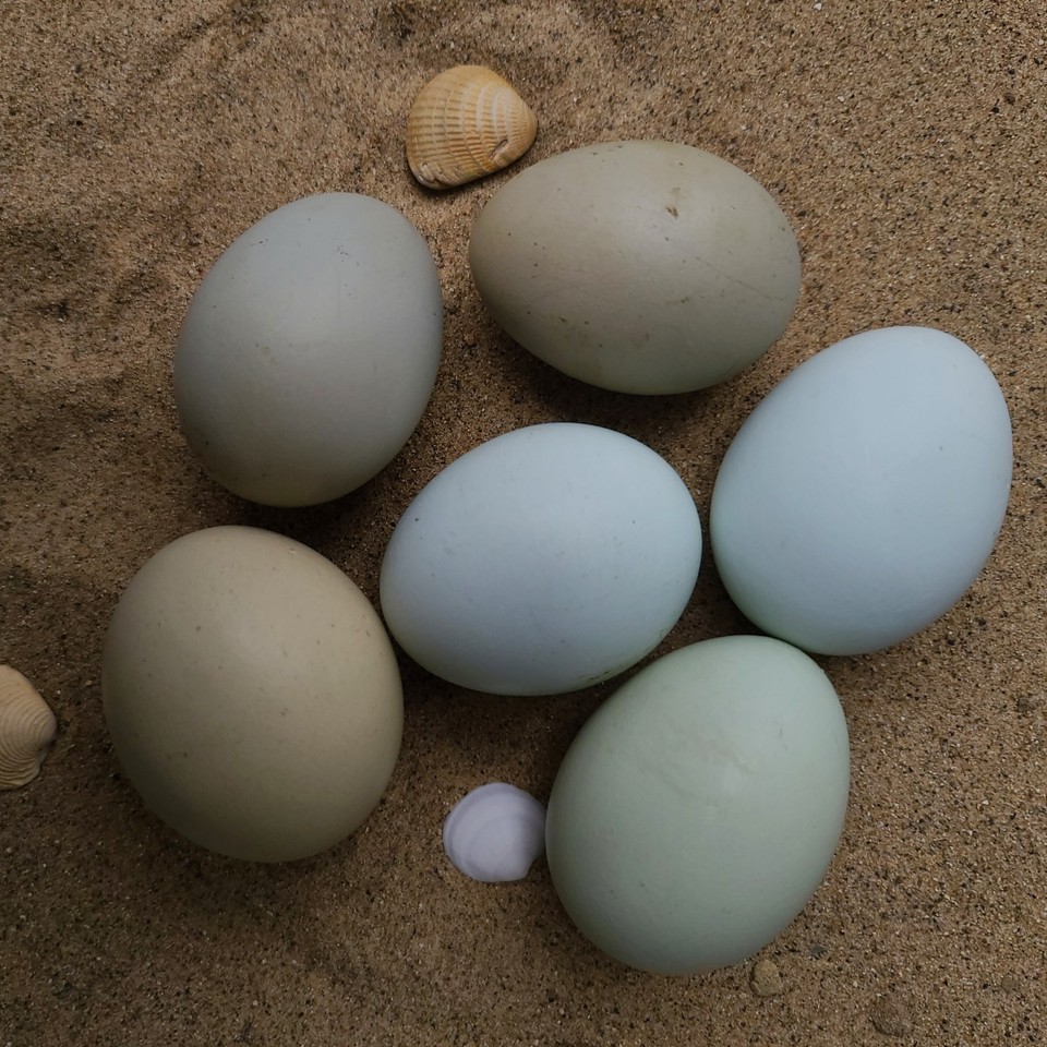12 Sea Foam Egger Hatching Eggs NPIP Certified | eBay