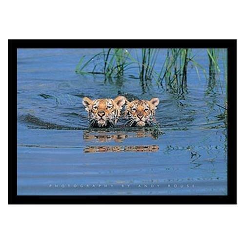 FRAMED Swimming Tiger Cubs photograph by Andy Rouse 20x16 Big Cats ...