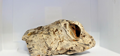 Ancient Native Portable Stone Art/Effigy, Unknown Creature | eBay