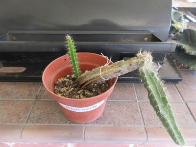 Deamia Selenicereus testudo rooted plant #9 | eBay