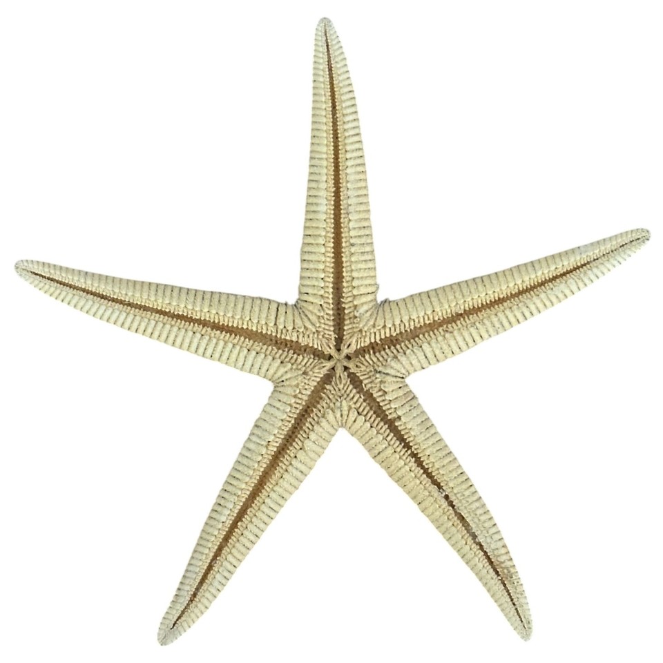 Starfish Real Pointed Sand Star Astropectin Duplicatus Natural Dry | eBay