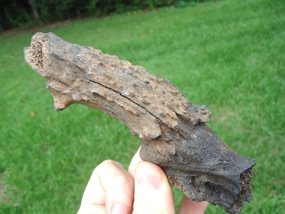 WHOPPER SIZE DEER ANTLER FLORIDA FOSSILS ICE AGE EXTINCT HORN BONES ...