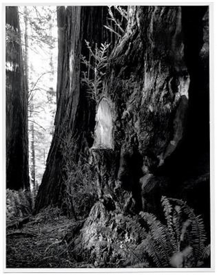 Live Burls: Poaching the Redwoods - Photography Book Aus Stock ...