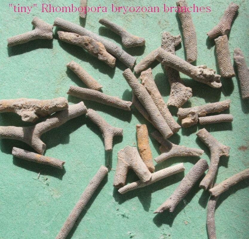 500 tiny Rhombopora bryozoan branches from Texas fossils Pennsylvanian ...