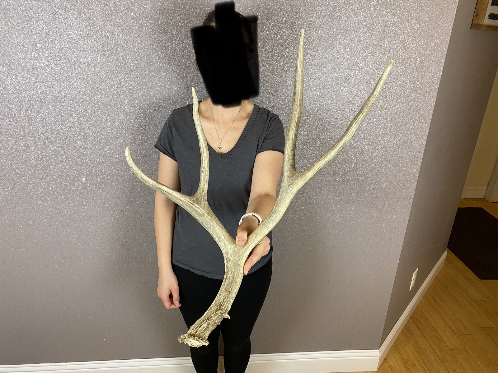 BIG Mule Deer Antler Shed #1 Grade Wild IDAHO Horn Decor 4pt 20” G2. 82 ...