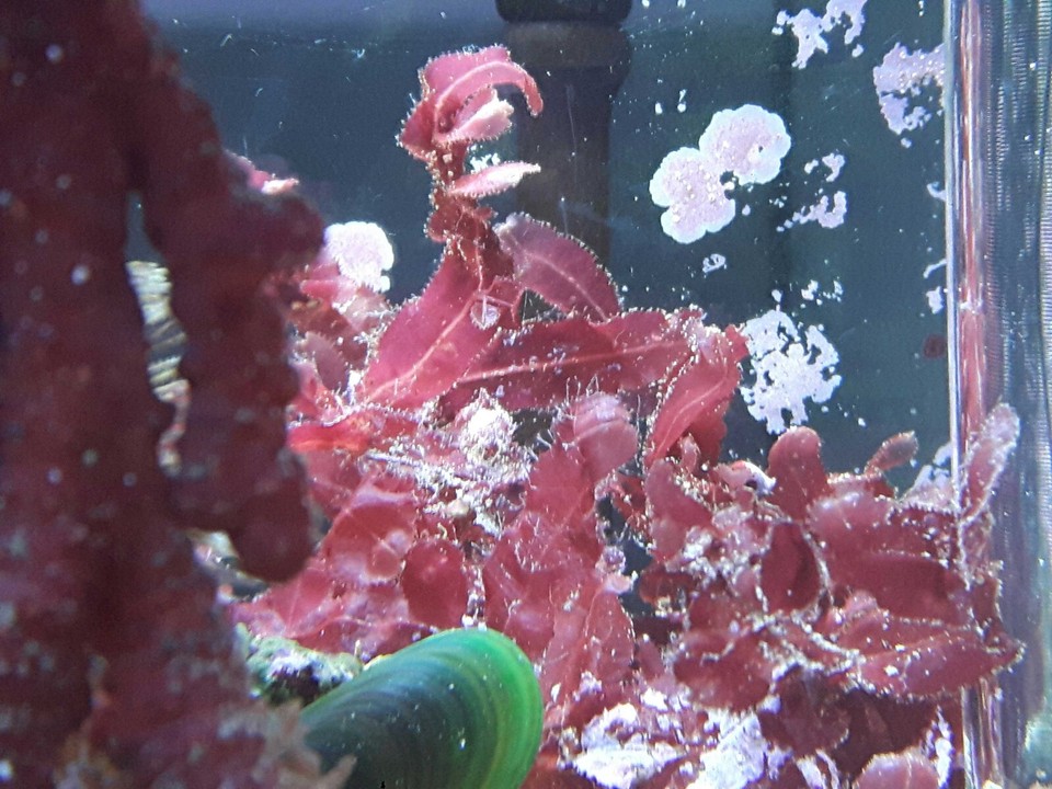 Marine macro algae, Cryptonemia crenulata Display / Sump / Nutrient ...