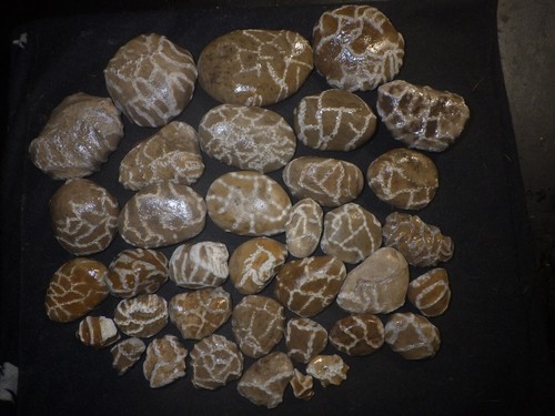 Chain Coral Halysites | eBay